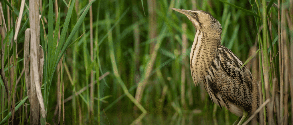Ham Wall Nature Reserve - Booming bitterns guided walk | Old Oaks