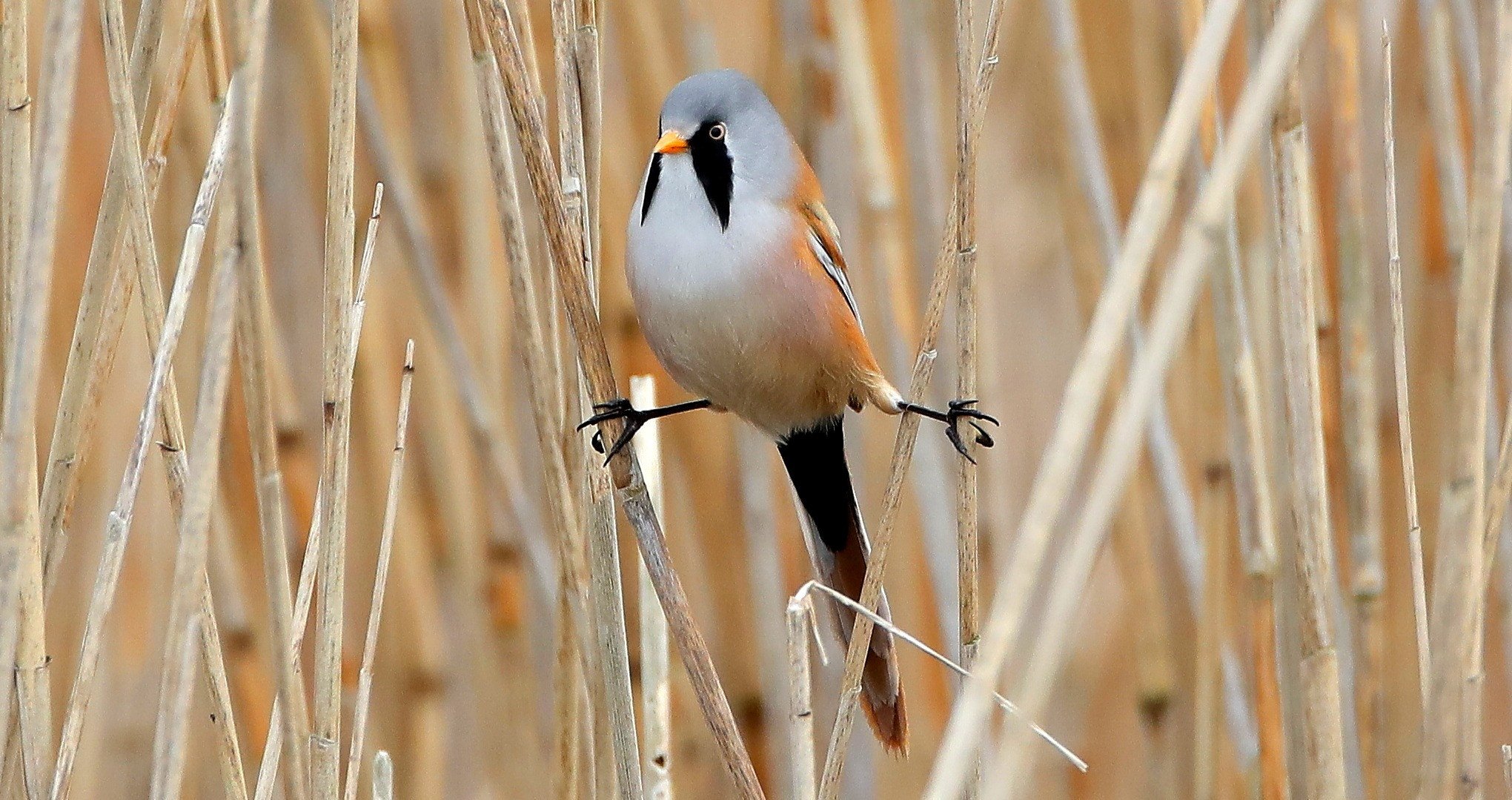RSPB Ham Wall - Walks with Wardens Spring 2024 | Old Oaks