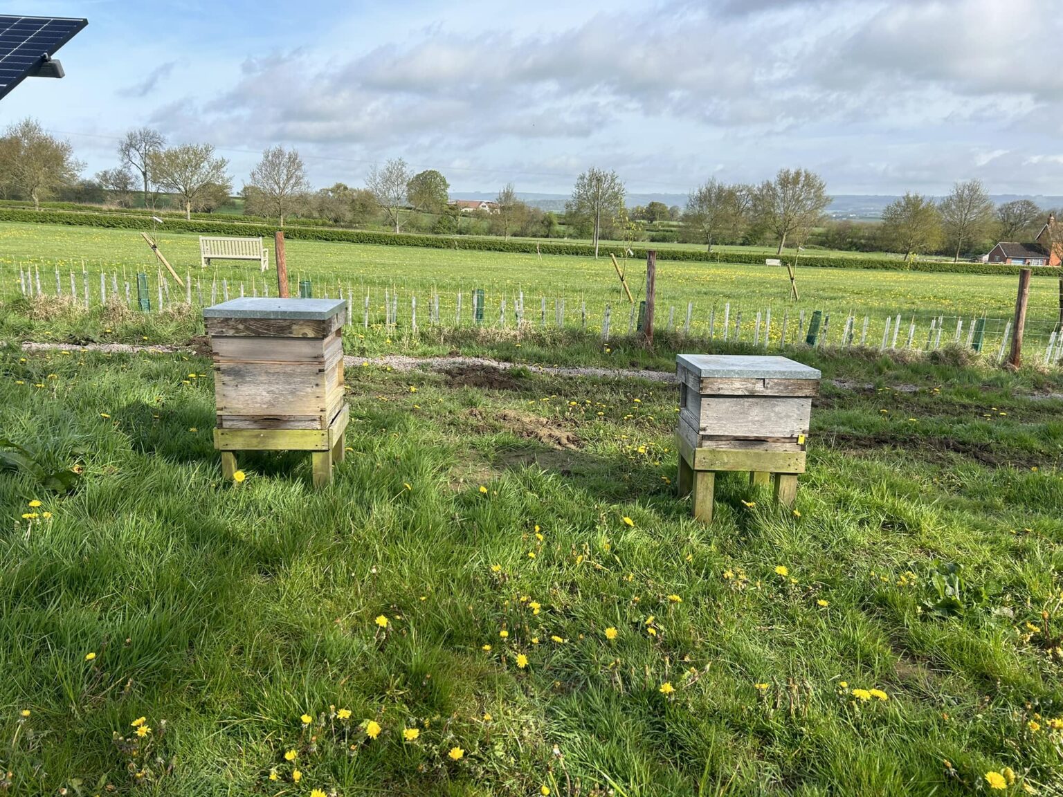 Beekeeping Experience Workshop | Overleigh Apiaries | Old Oaks