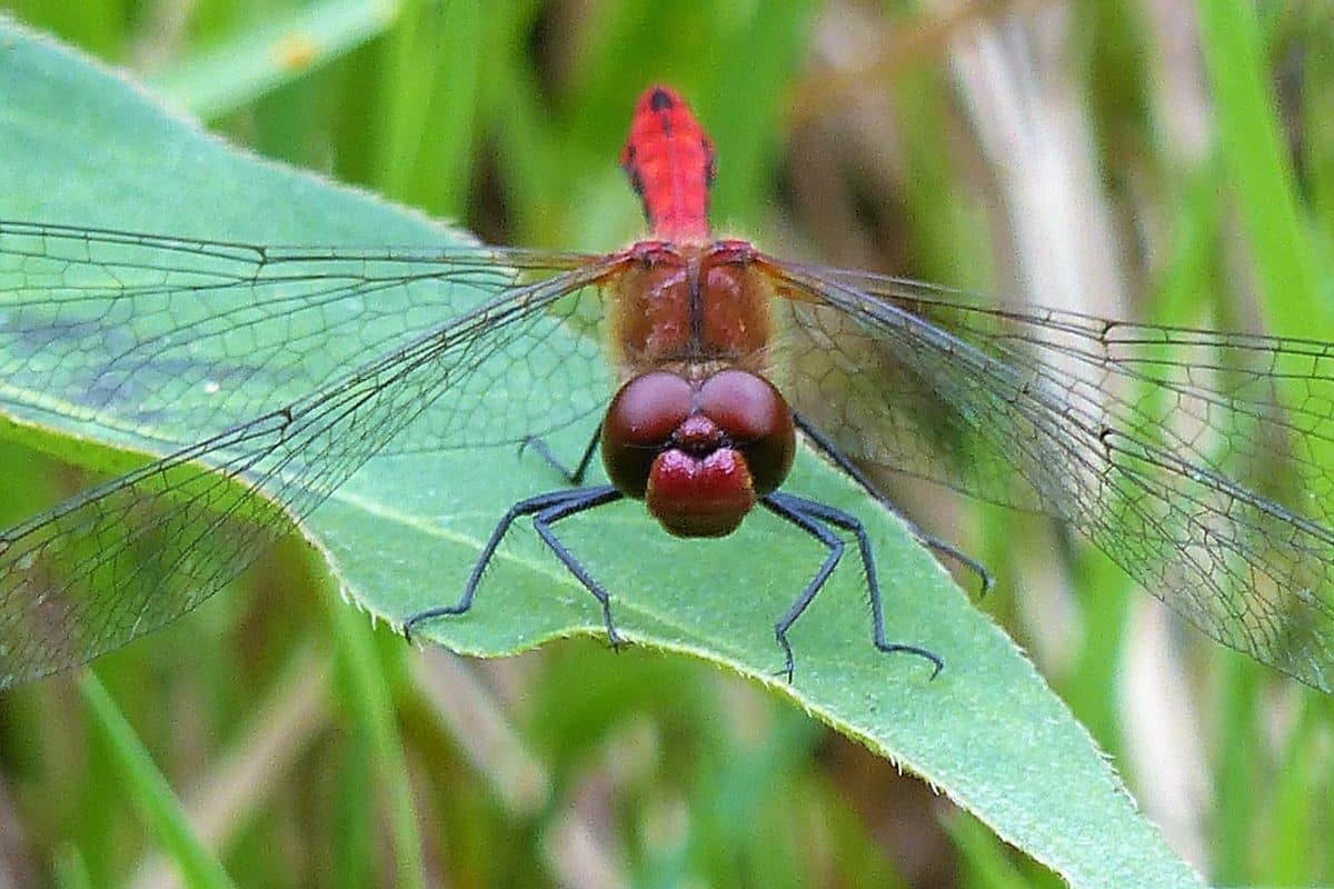 RSPB Ham Wall - Butterfly, Dragonfly & Damselfly Guided Walk 2026 | Old ...